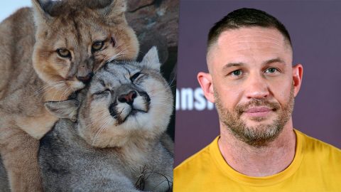 Predators: Netflix Sets Septmeber 2023 Release for Tom Hardy Docuseries