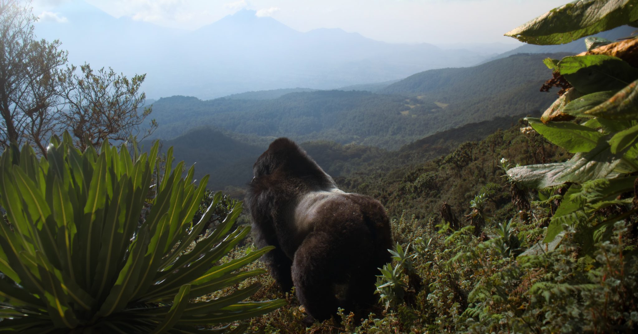 Trailer and New Details Drop for Netflix's David Attenborough Doc: 'A ...